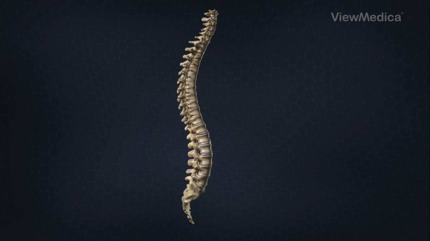 Anatomy of Spine | Pain Solutions Medical